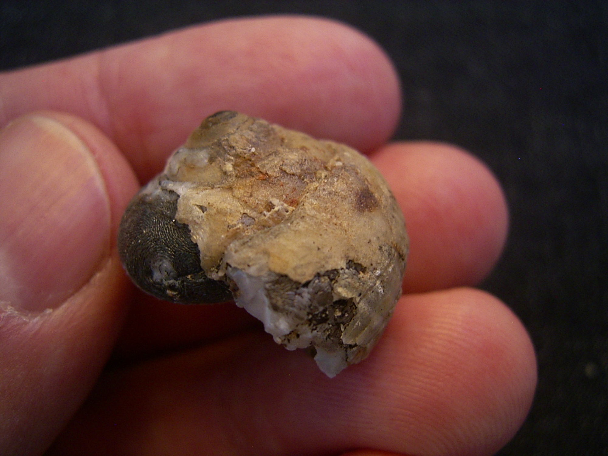 Opalized snail, Helix ramondi - Kipping-Fossils