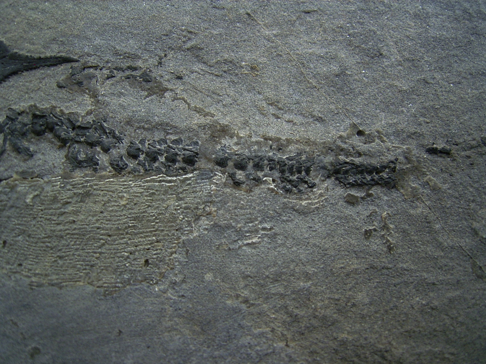 Millerosteus, Devon - Panzerfisch - Kipping-Fossils