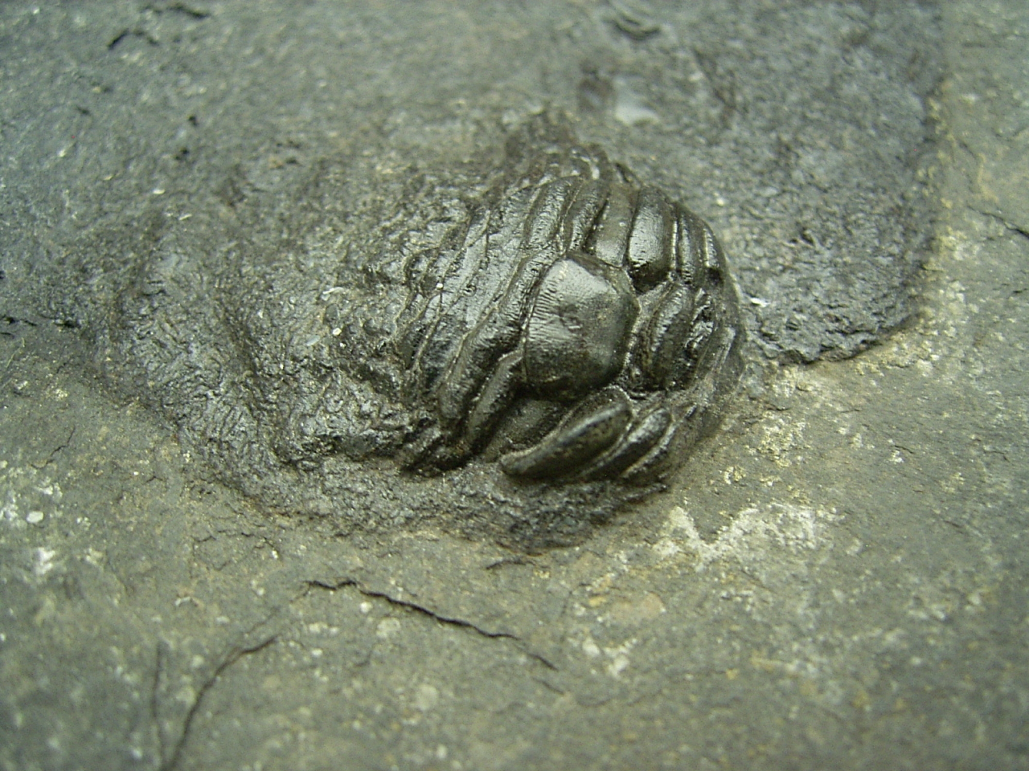 Janasssa bituminosa, mit tollem Gebiss - Kipping-Fossils