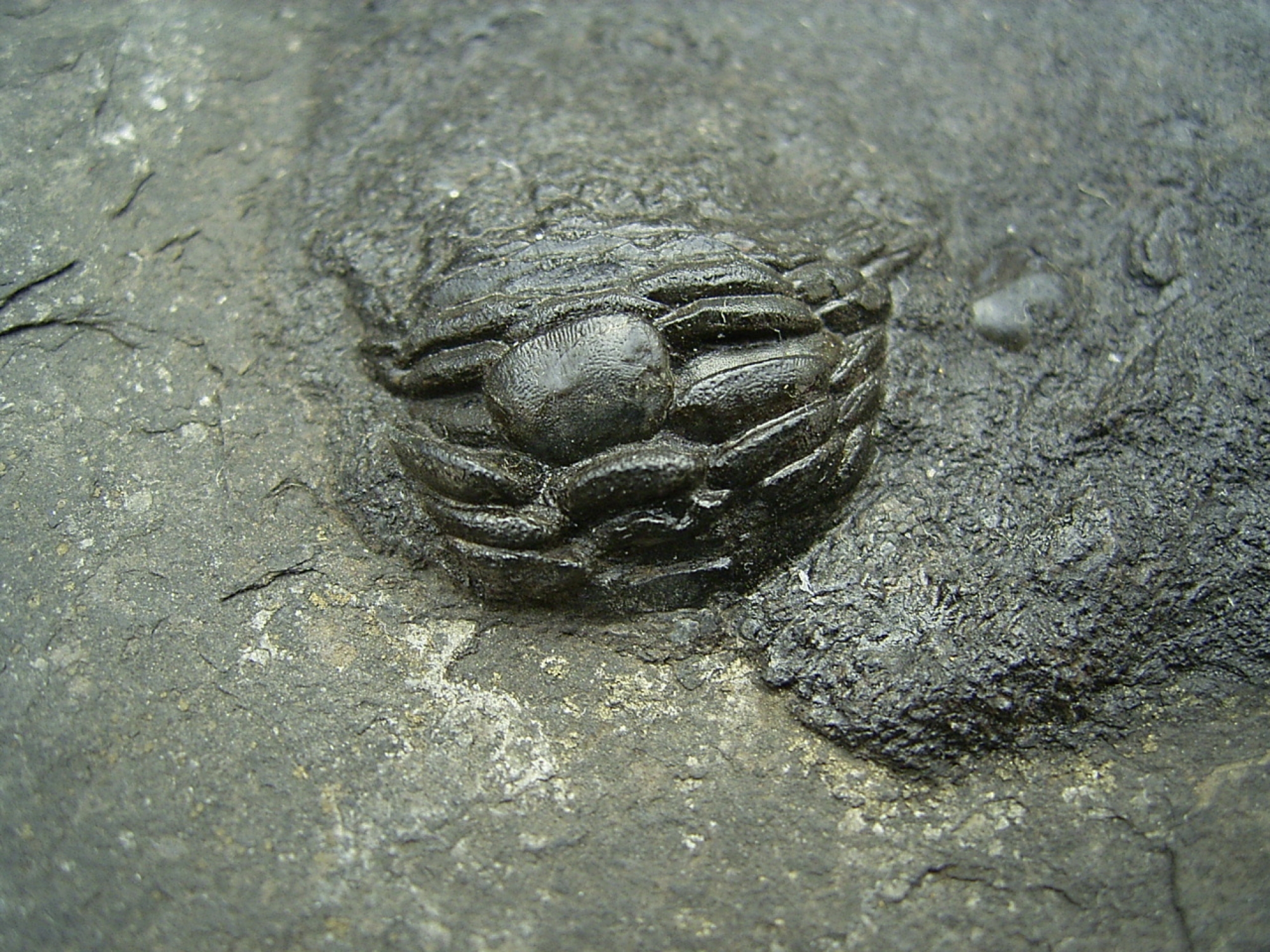 Janasssa bituminosa, mit tollem Gebiss - Kipping-Fossils