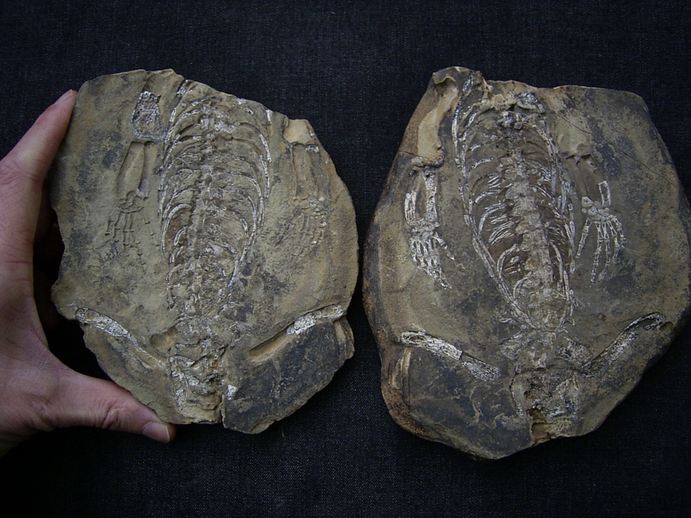 Hovasaurus Skelett pos/neg - Kipping-Fossils