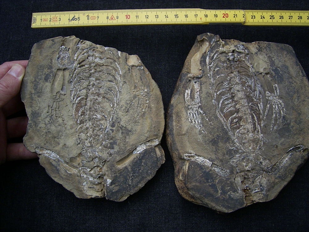 Hovasaurus Skelett pos/neg - Kipping-Fossils