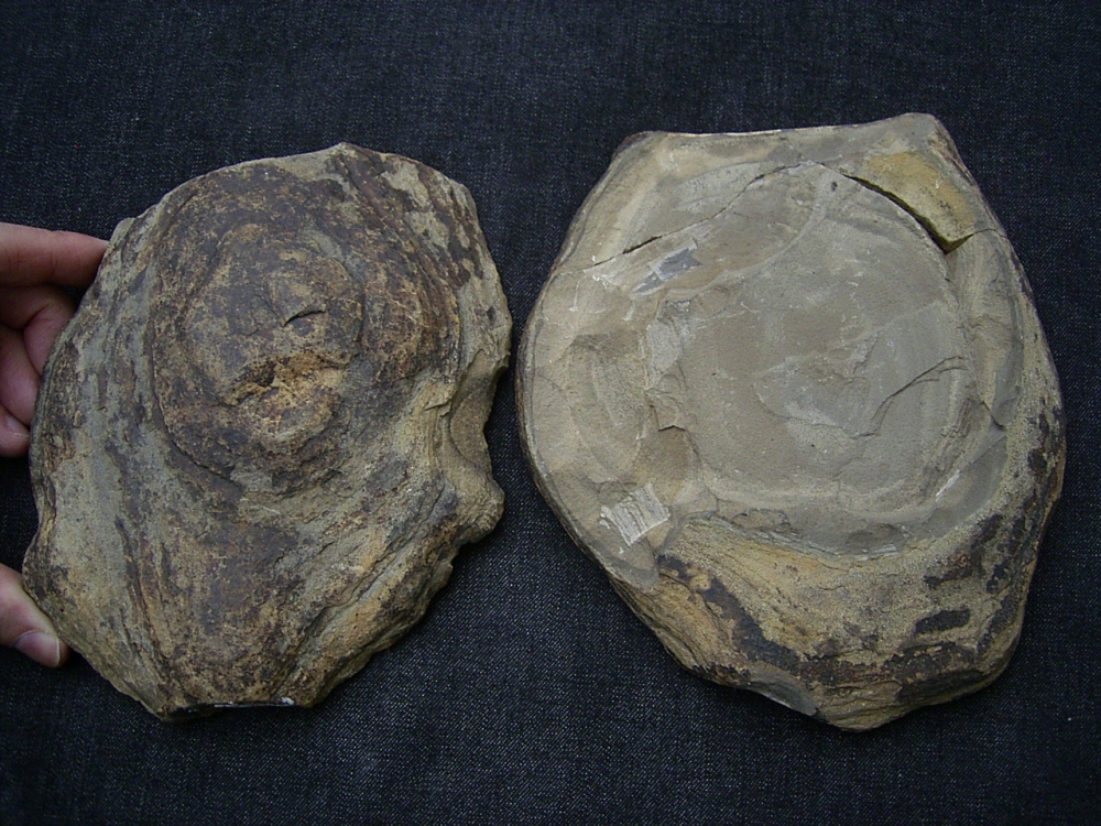 Hovasaurus Skelett pos/neg - Kipping-Fossils