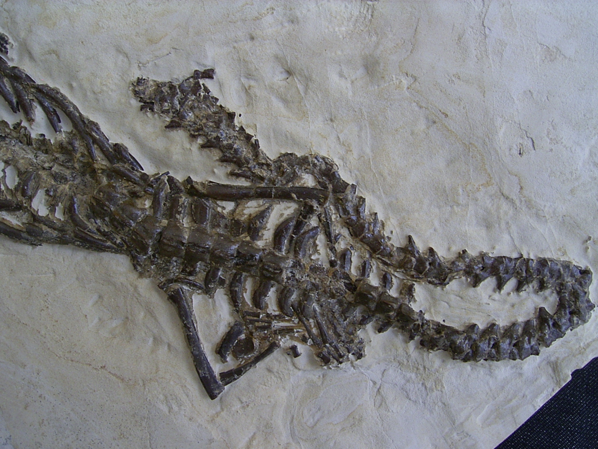Mesosaurus Skelett #2 - Kipping-Fossils
