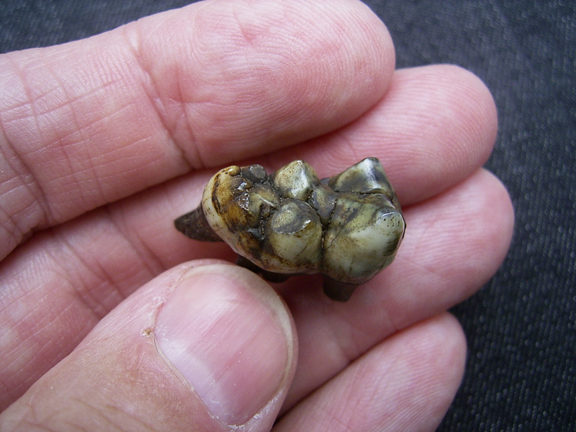 Mylohyus Zahn in Box - Kipping-Fossils