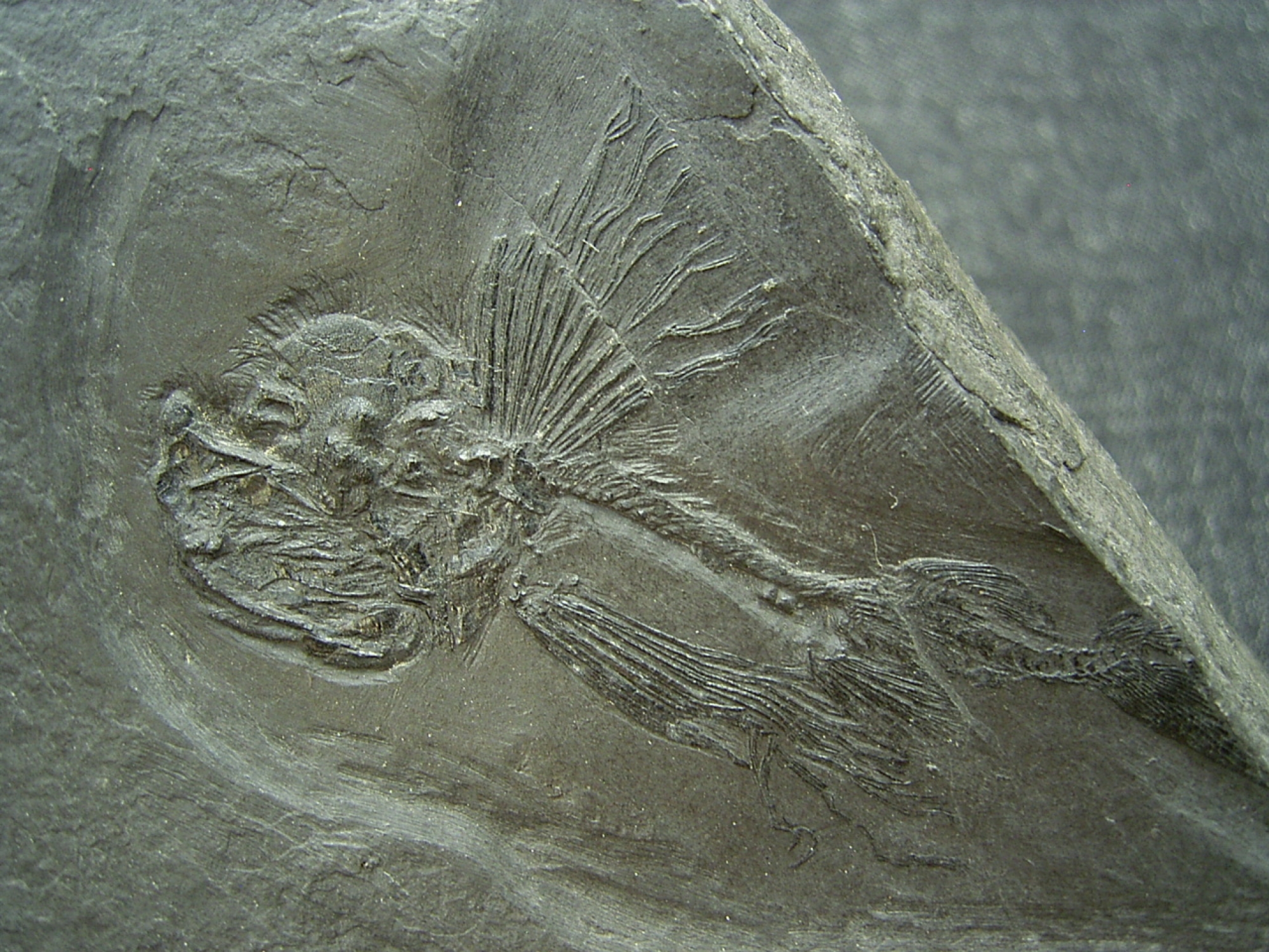 Fliegender Fisch Thoracopterus - Kipping-Fossils