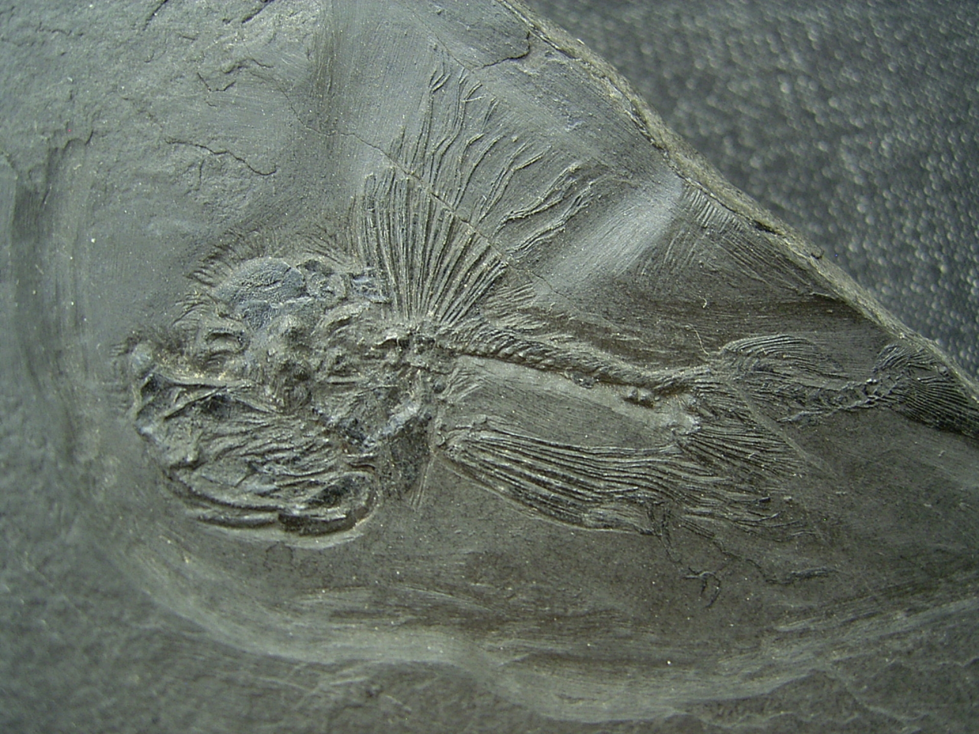 Fliegender Fisch Thoracopterus - Kipping-Fossils