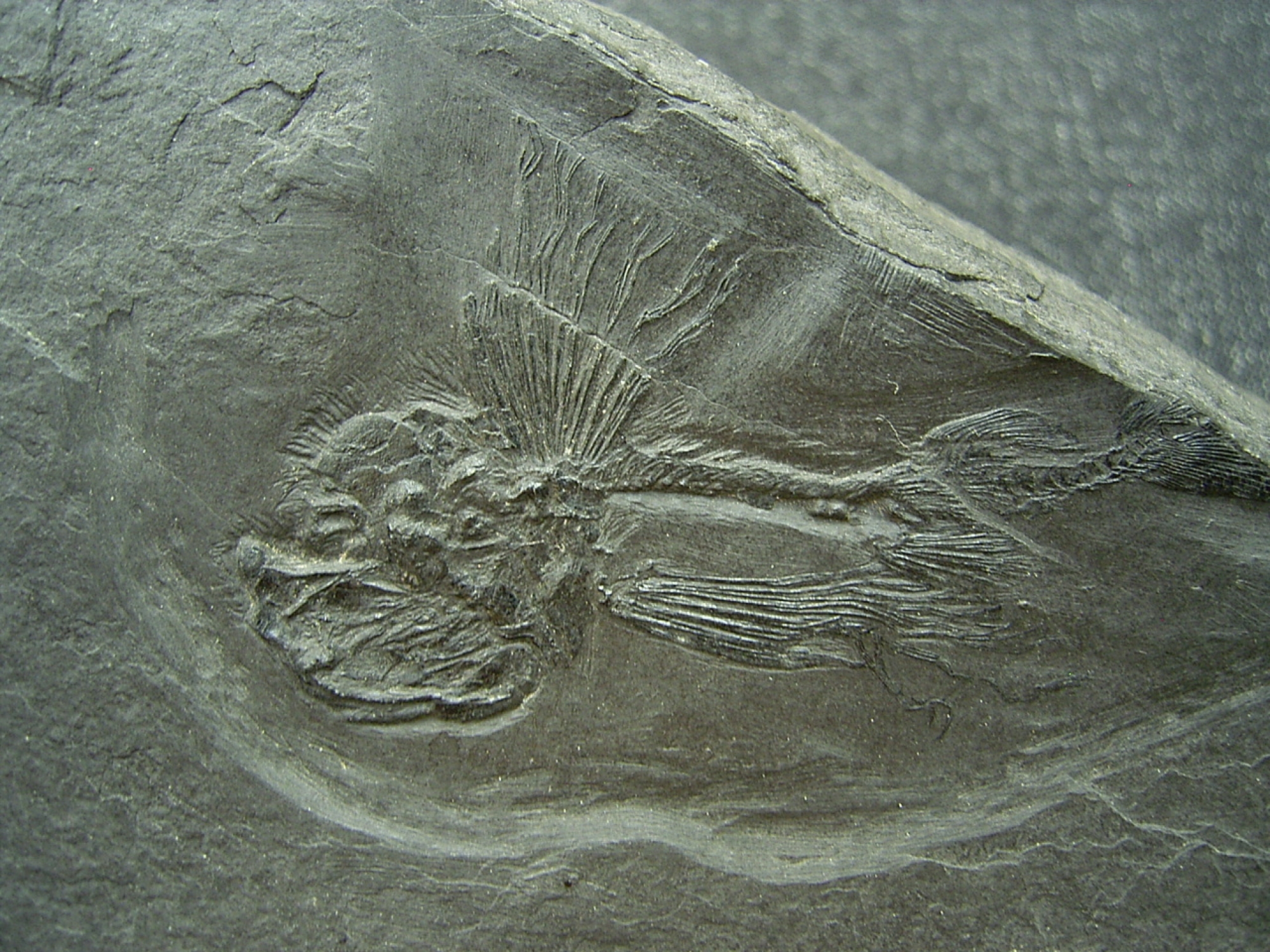 Fliegender Fisch Thoracopterus - Kipping-Fossils