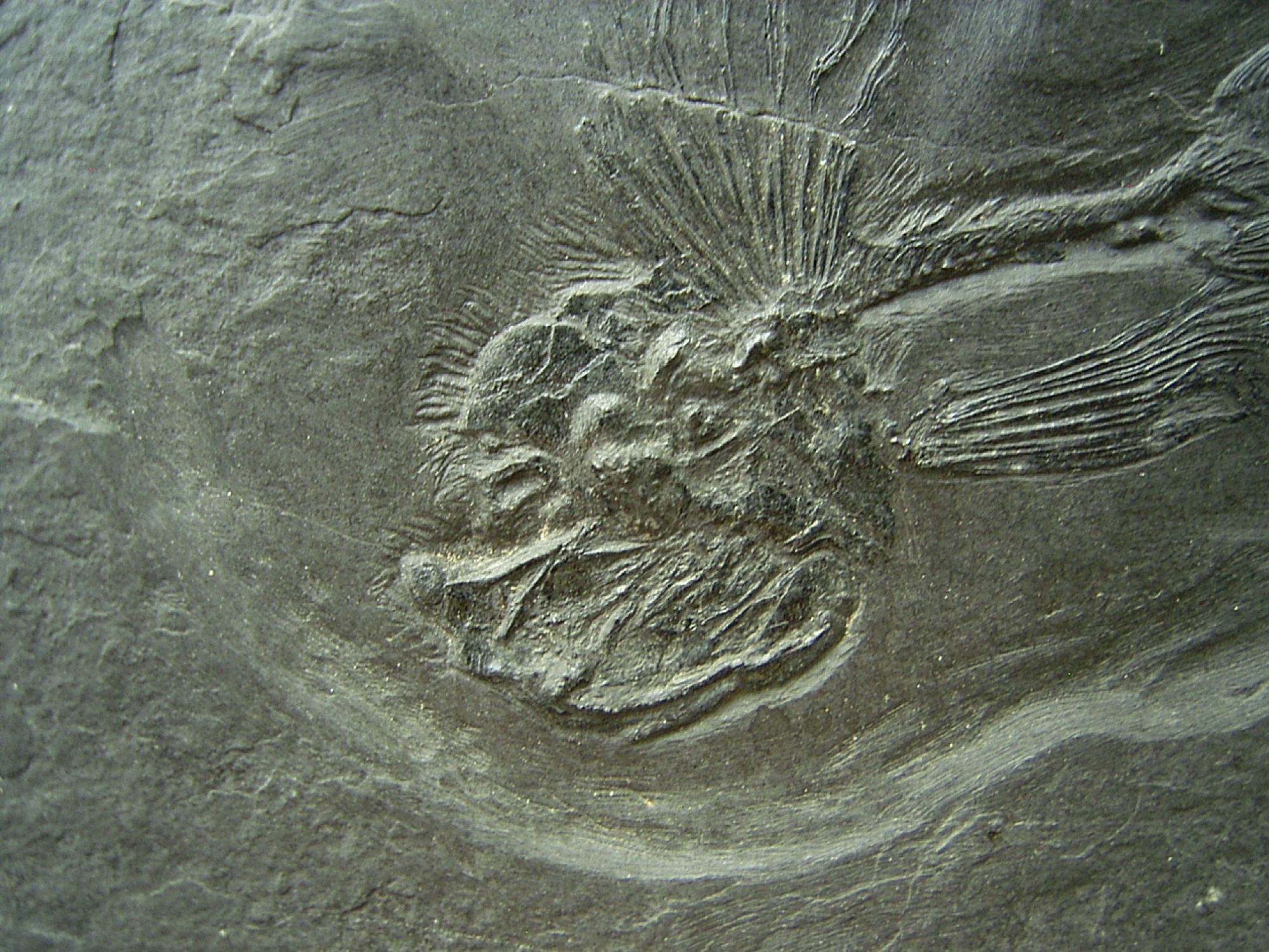 Fliegender Fisch Thoracopterus - Kipping-Fossils