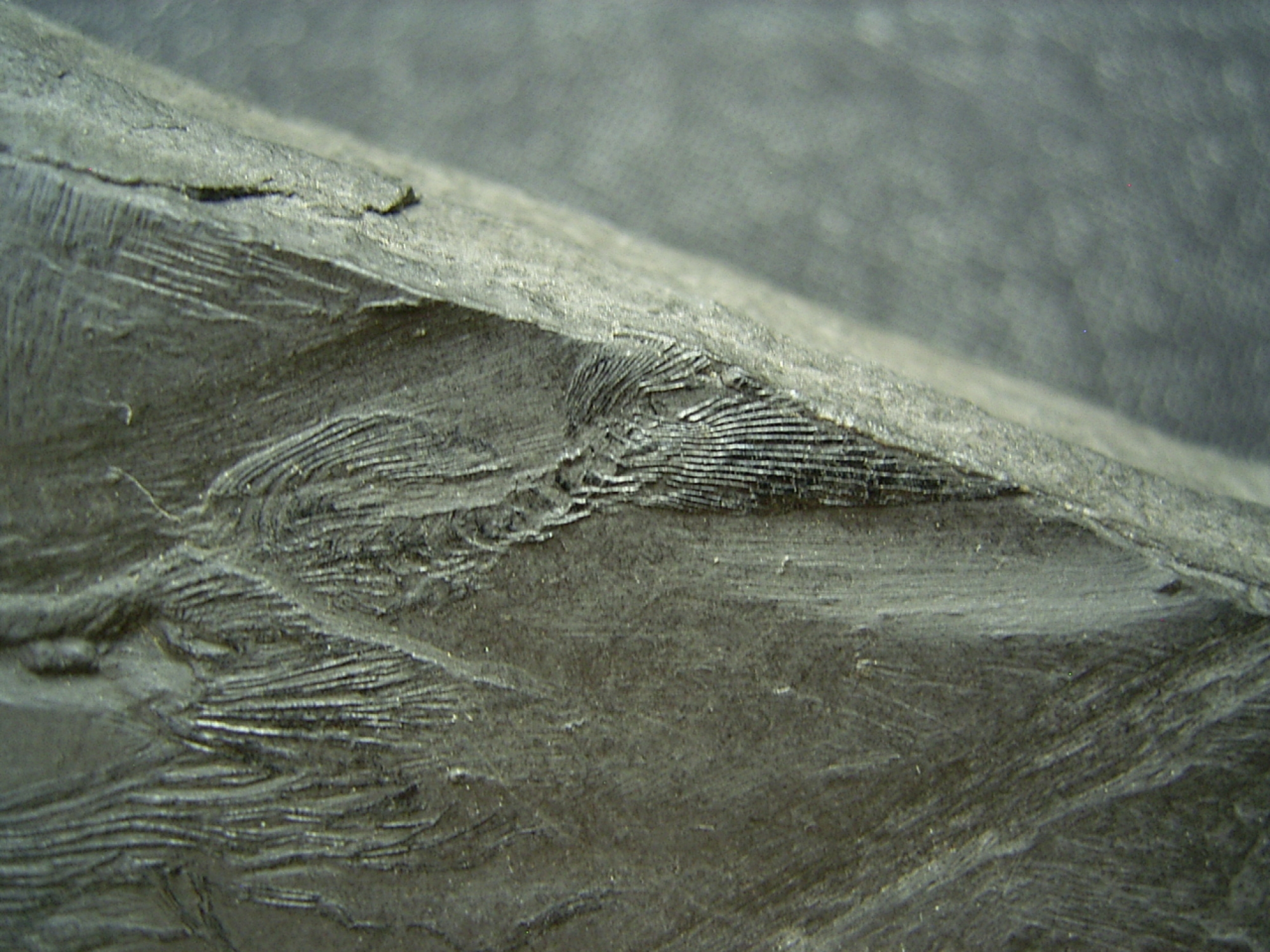 Fliegender Fisch Thoracopterus - Kipping-Fossils