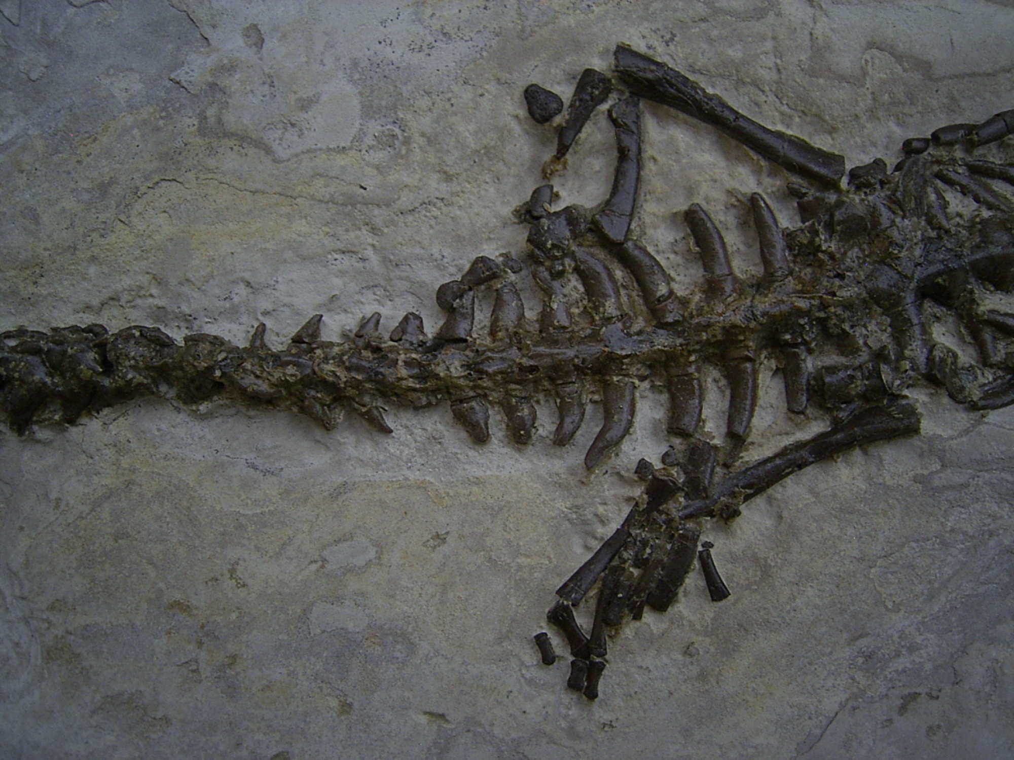 Mesosaurus Skelett #4 - Kipping-Fossils