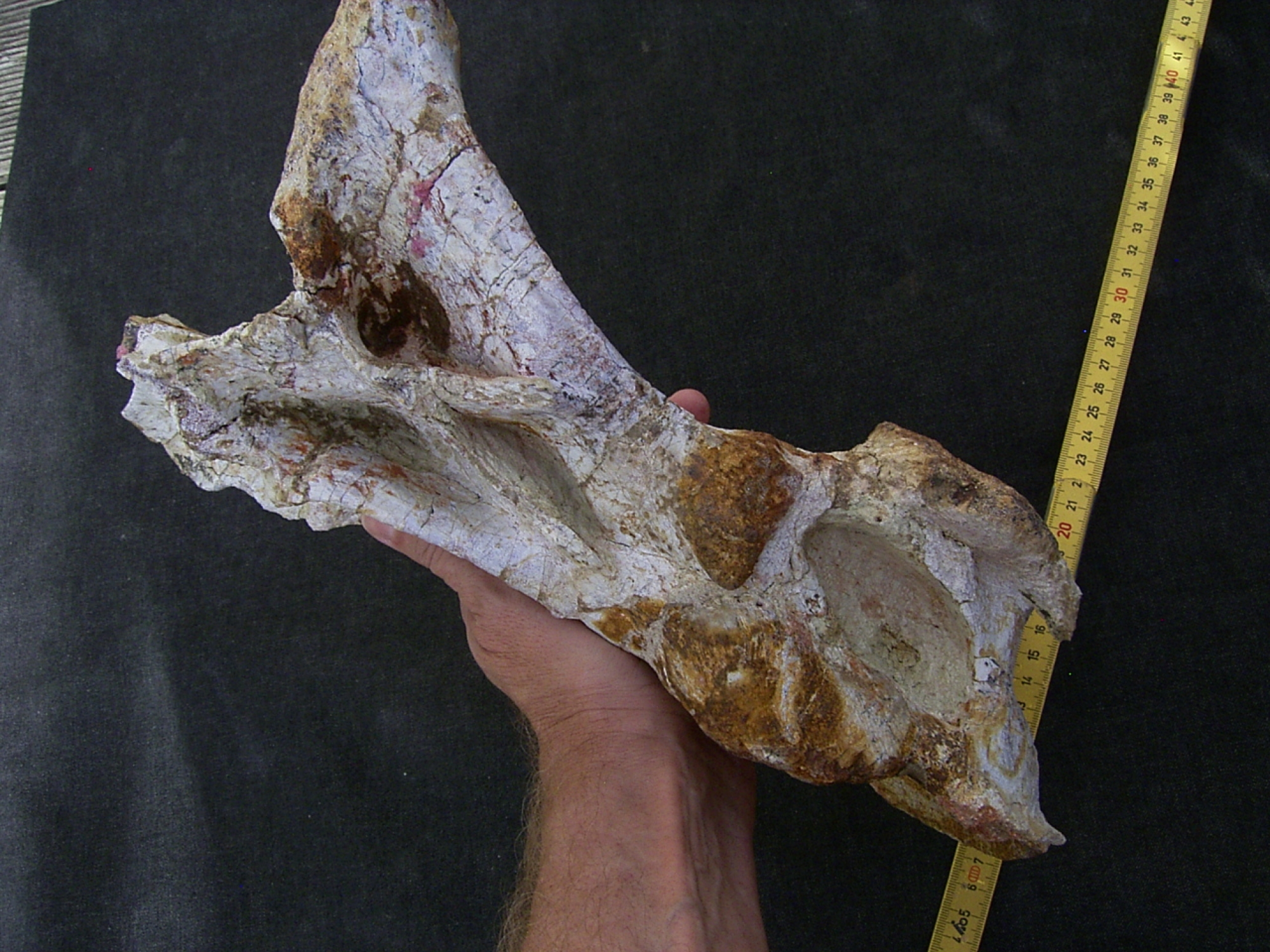 Atlasaurus Wirbel - Kipping-Fossils