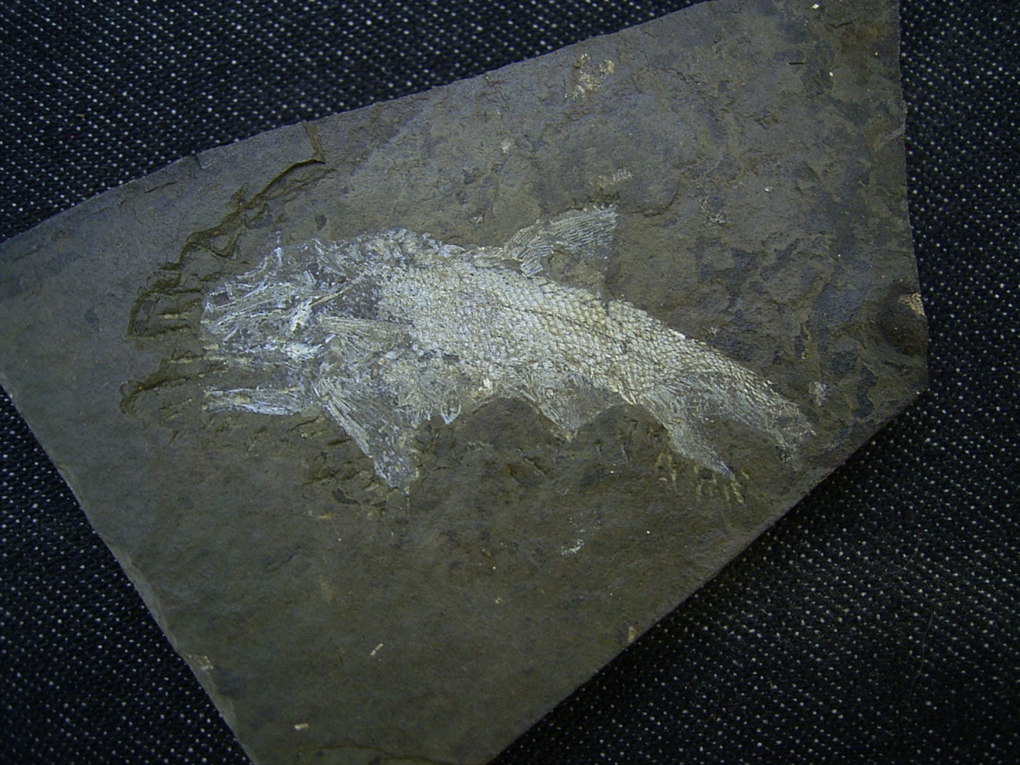 Elonichthys - Kipping-Fossils
