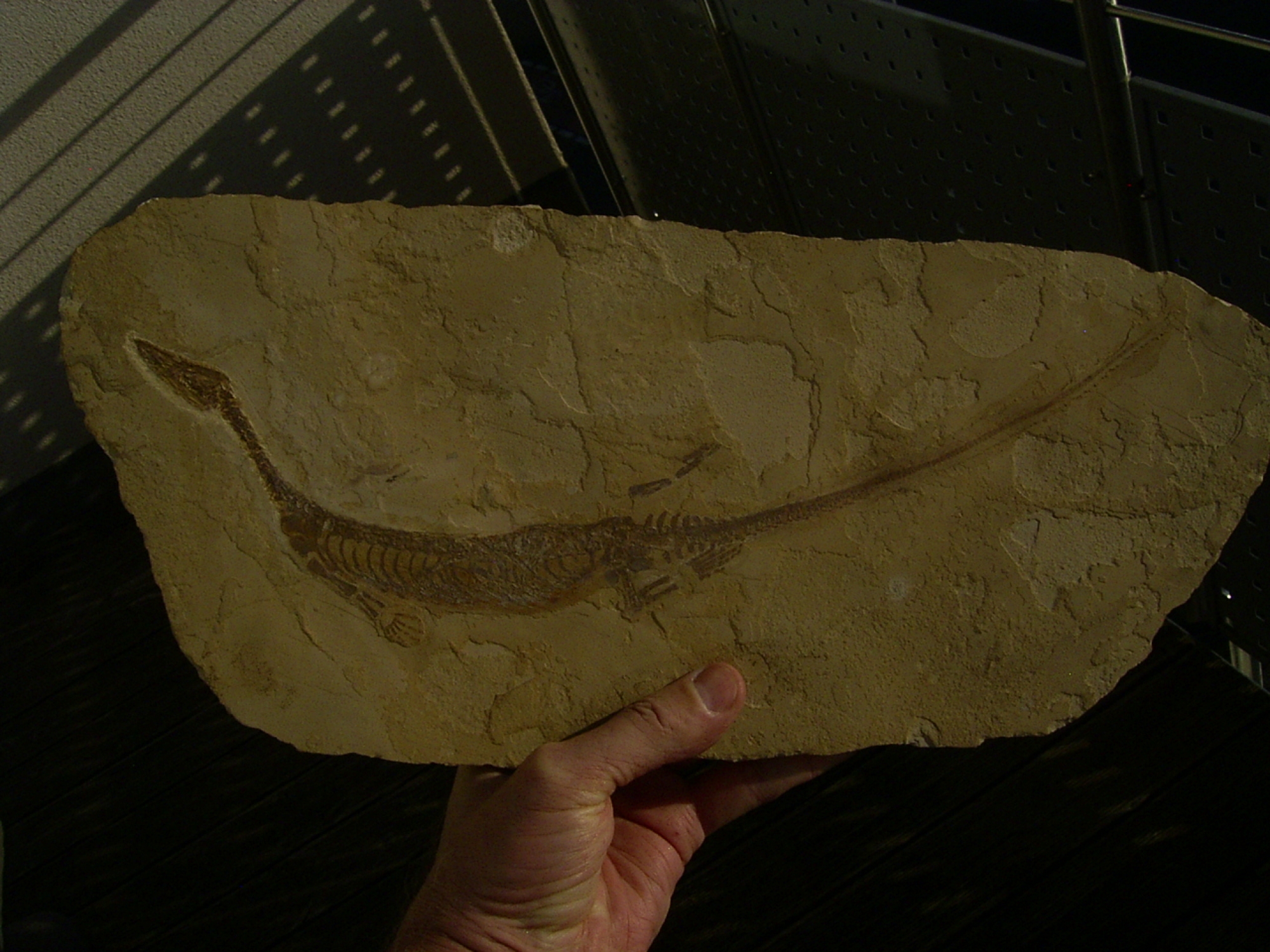Mesosaurus, Reptilien Skelett aus dem Perm - Kipping-Fossils