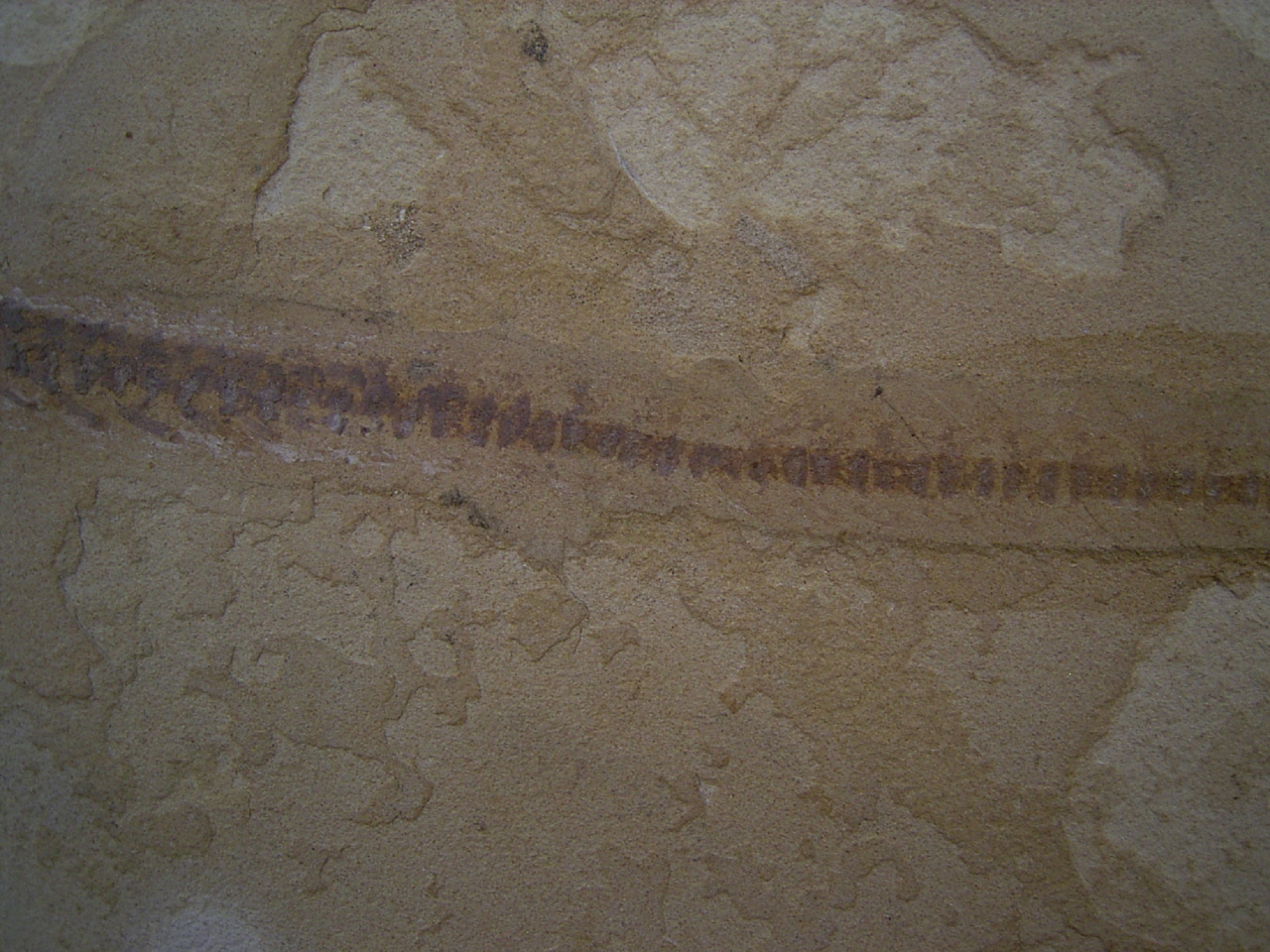 Mesosaurus, Reptilien Skelett aus dem Perm - Kipping-Fossils