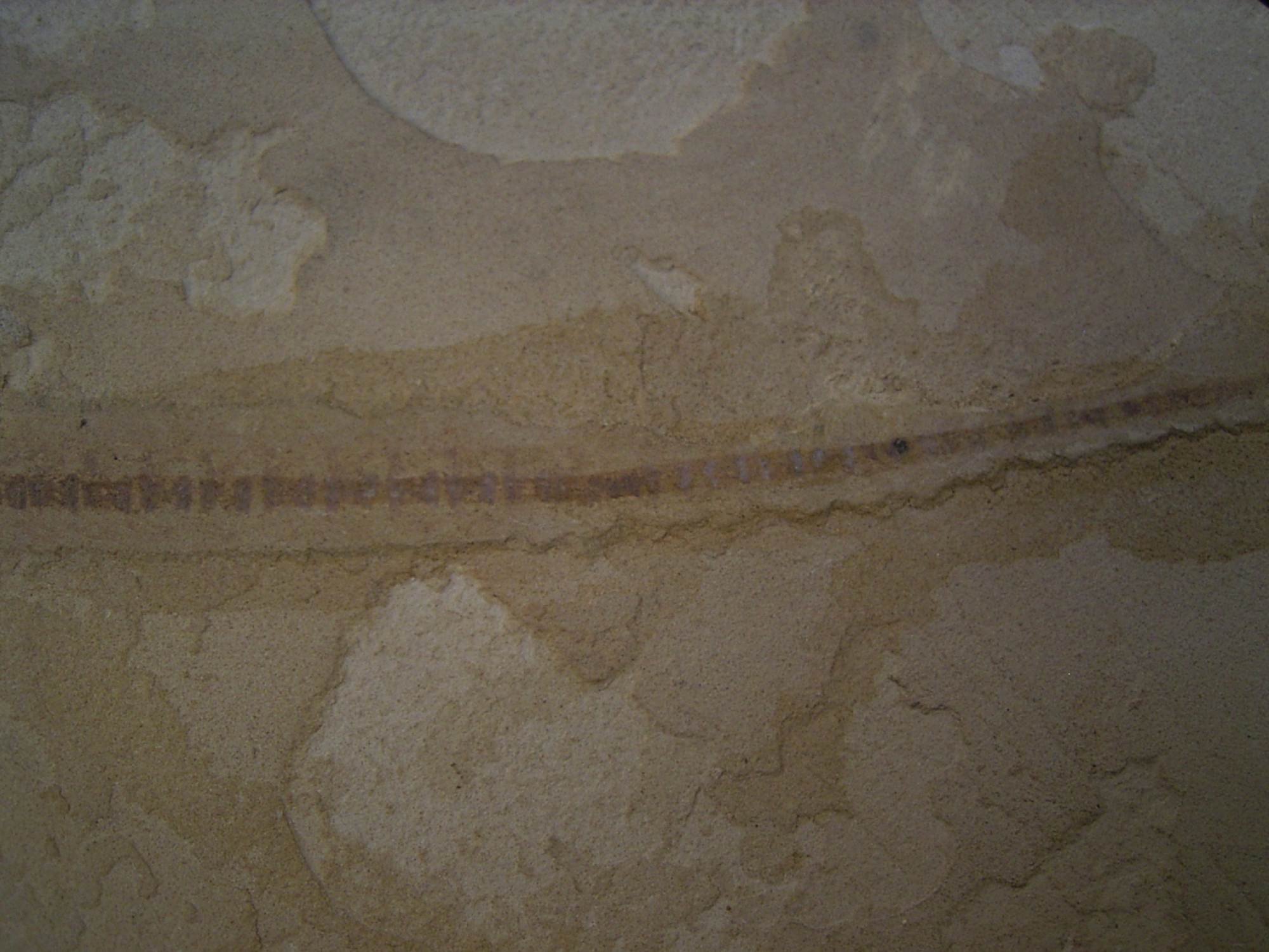Mesosaurus, Reptilien Skelett aus dem Perm - Kipping-Fossils