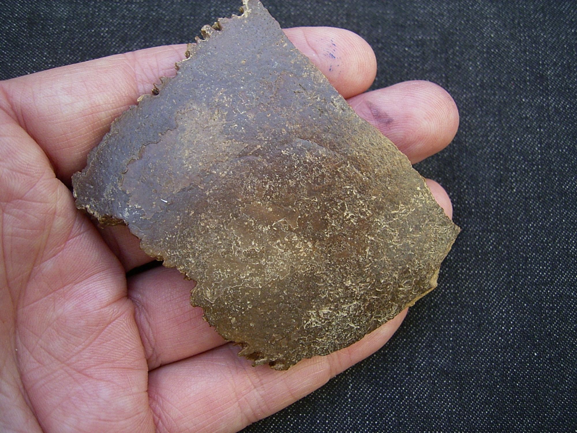 Hominiden Schaedelteil - Kipping-Fossils