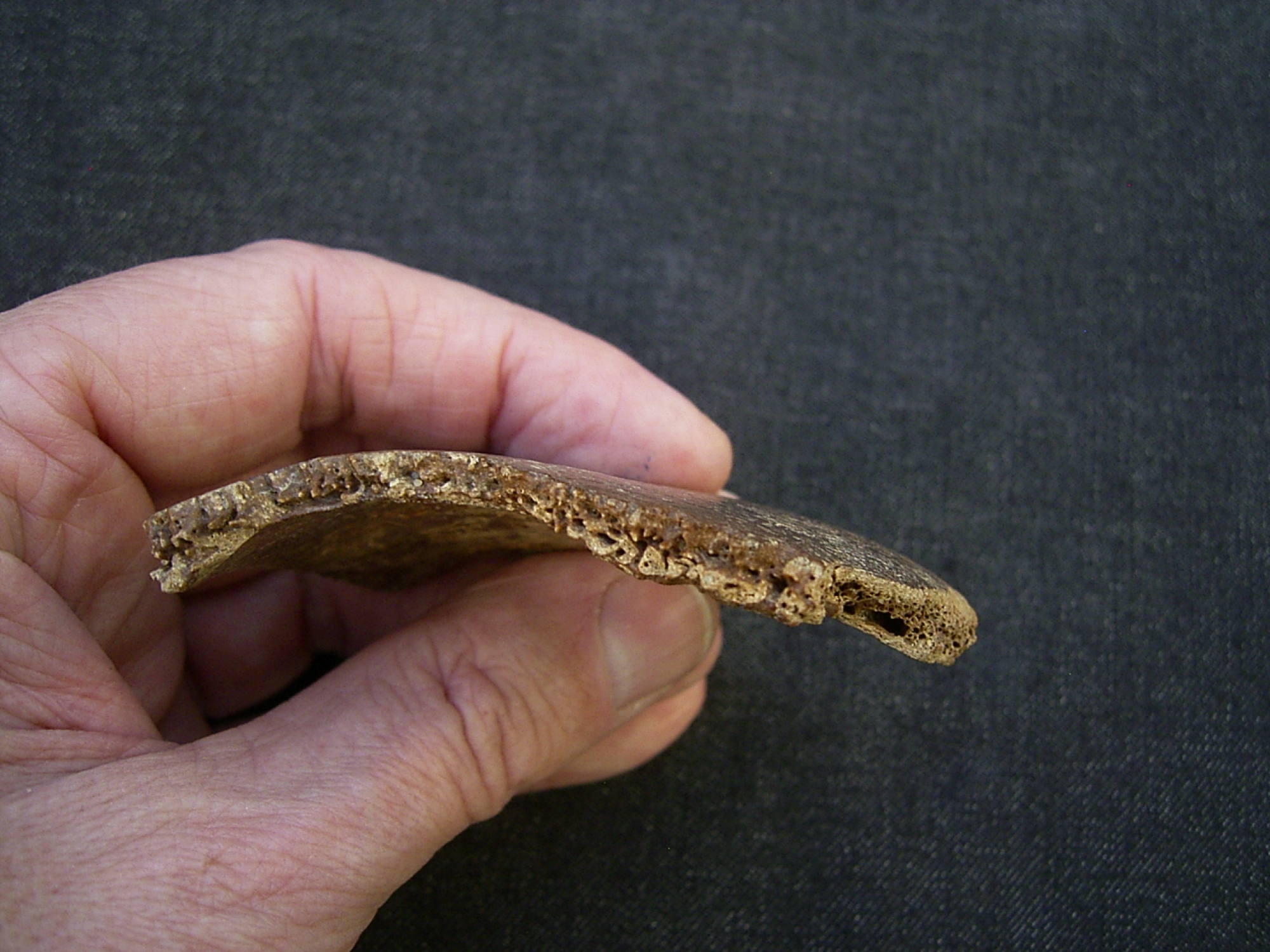 Hominiden Schaedelteil - Kipping-Fossils