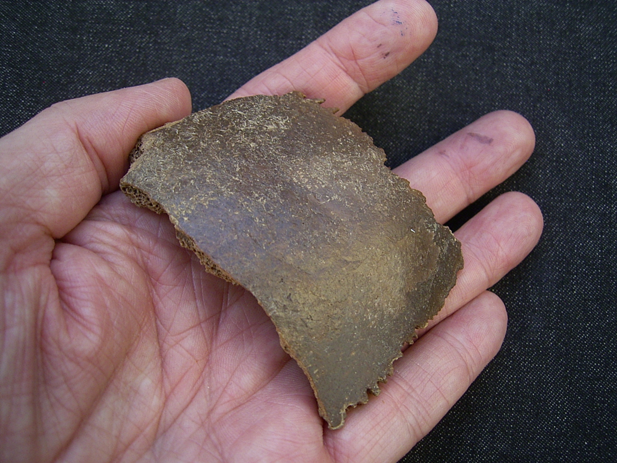 Hominiden Schaedelteil - Kipping-Fossils