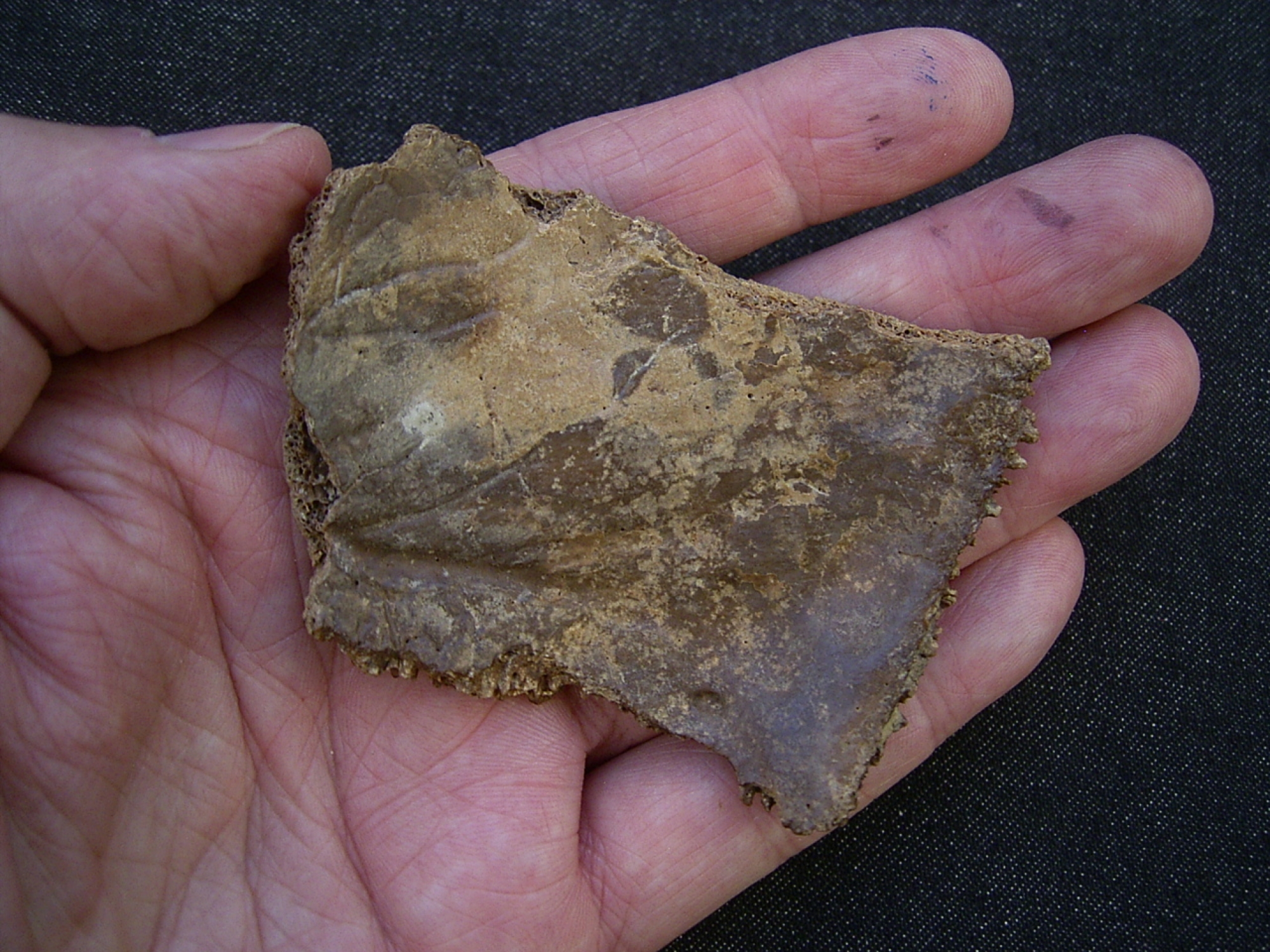 Hominiden Schaedelteil - Kipping-Fossils