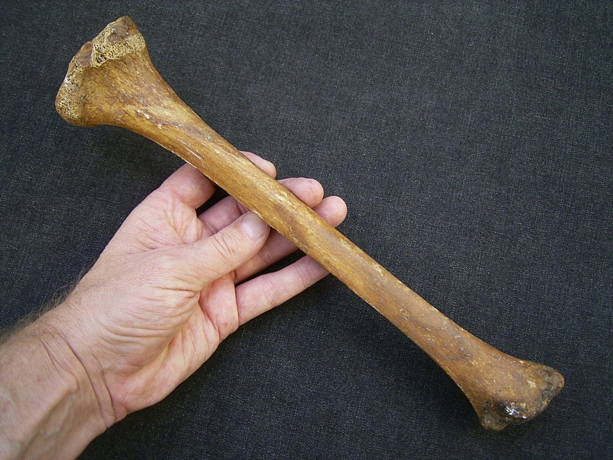 Menschlicher Schienbeinknochen, Tibia - Kipping-Fossils