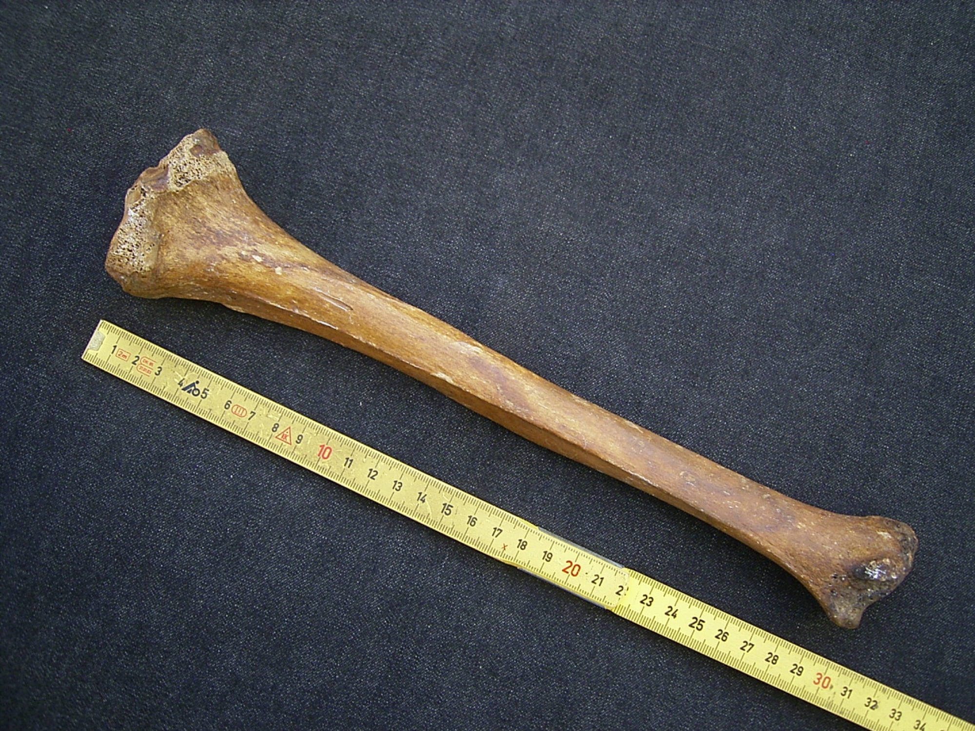 Menschlicher Schienbeinknochen, Tibia - Kipping-Fossils
