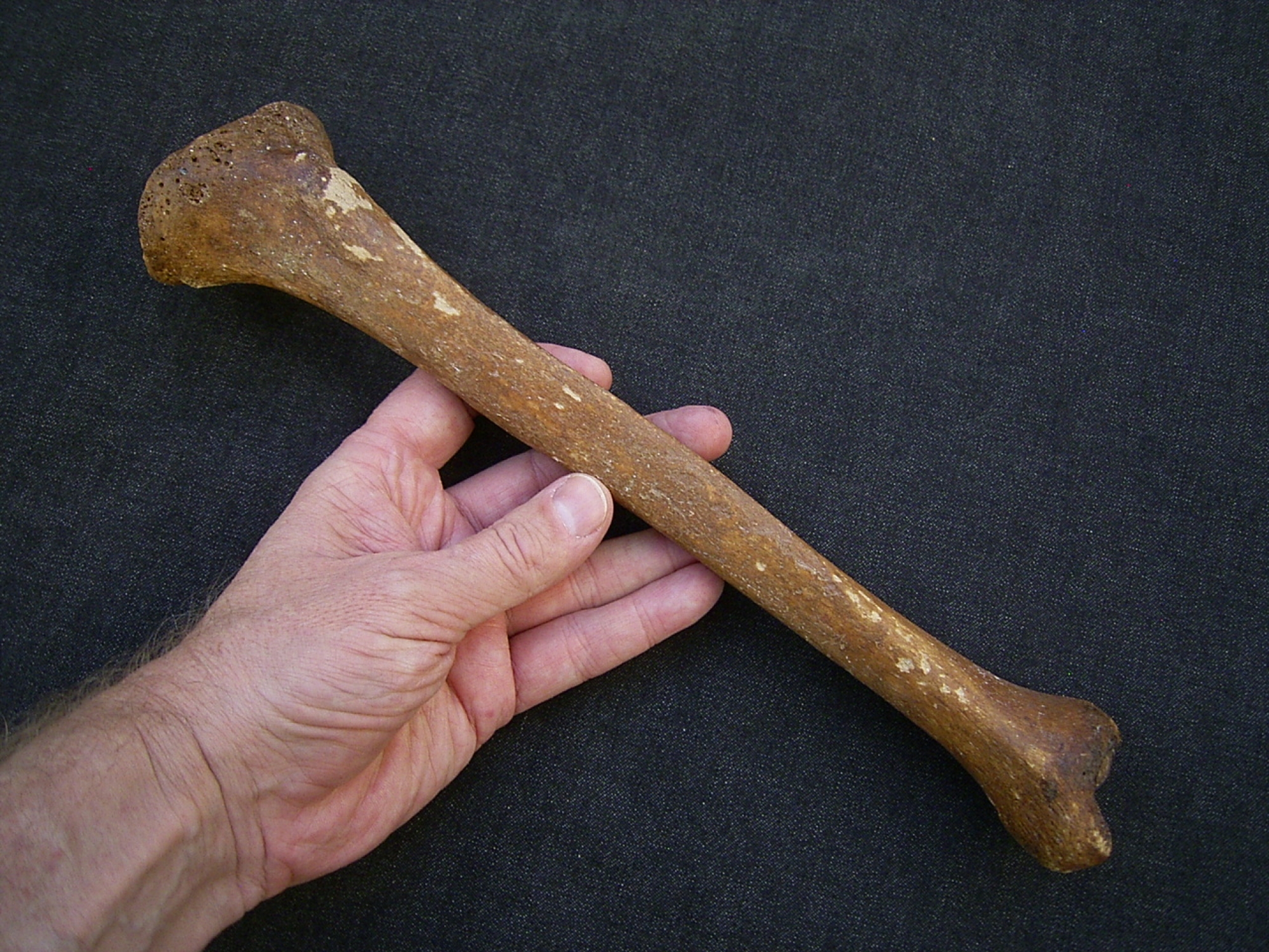 Menschlicher Schienbeinknochen, Tibia - Kipping-Fossils