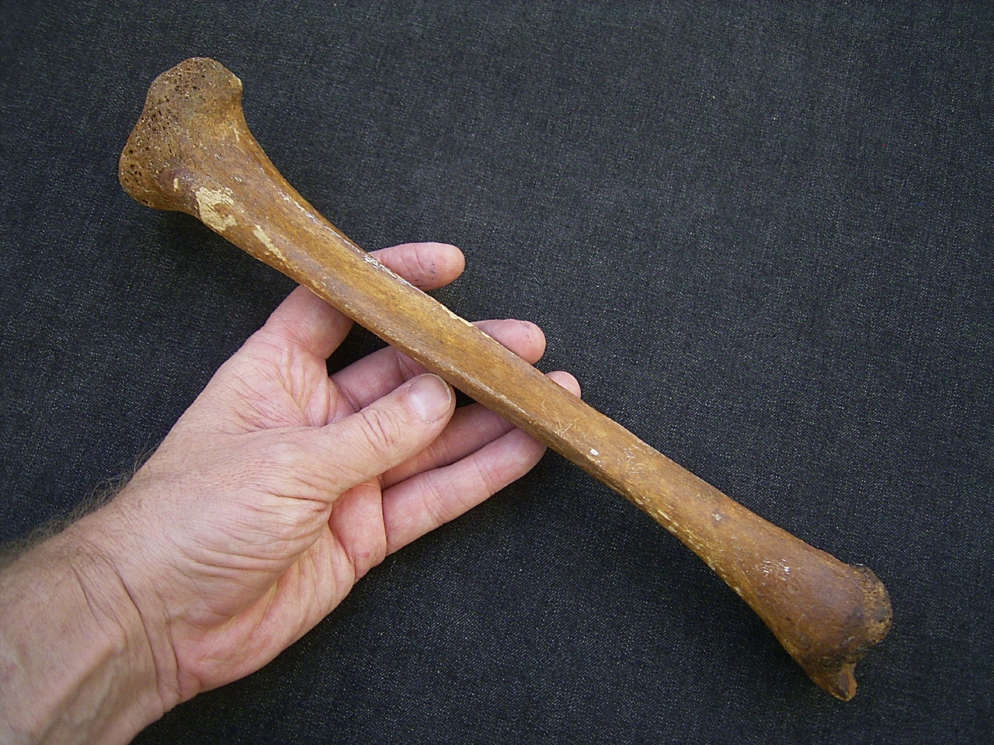 Menschlicher Schienbeinknochen, Tibia - Kipping-Fossils