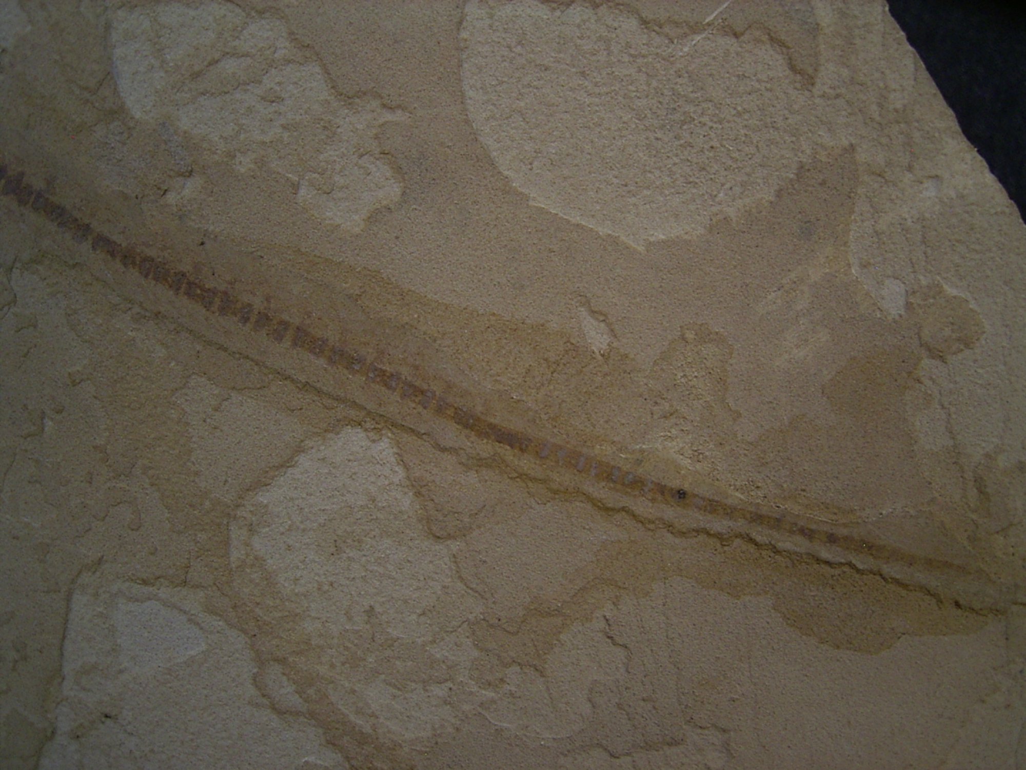 Mesosaurus, Reptilien Skelett aus dem Perm - Kipping-Fossils