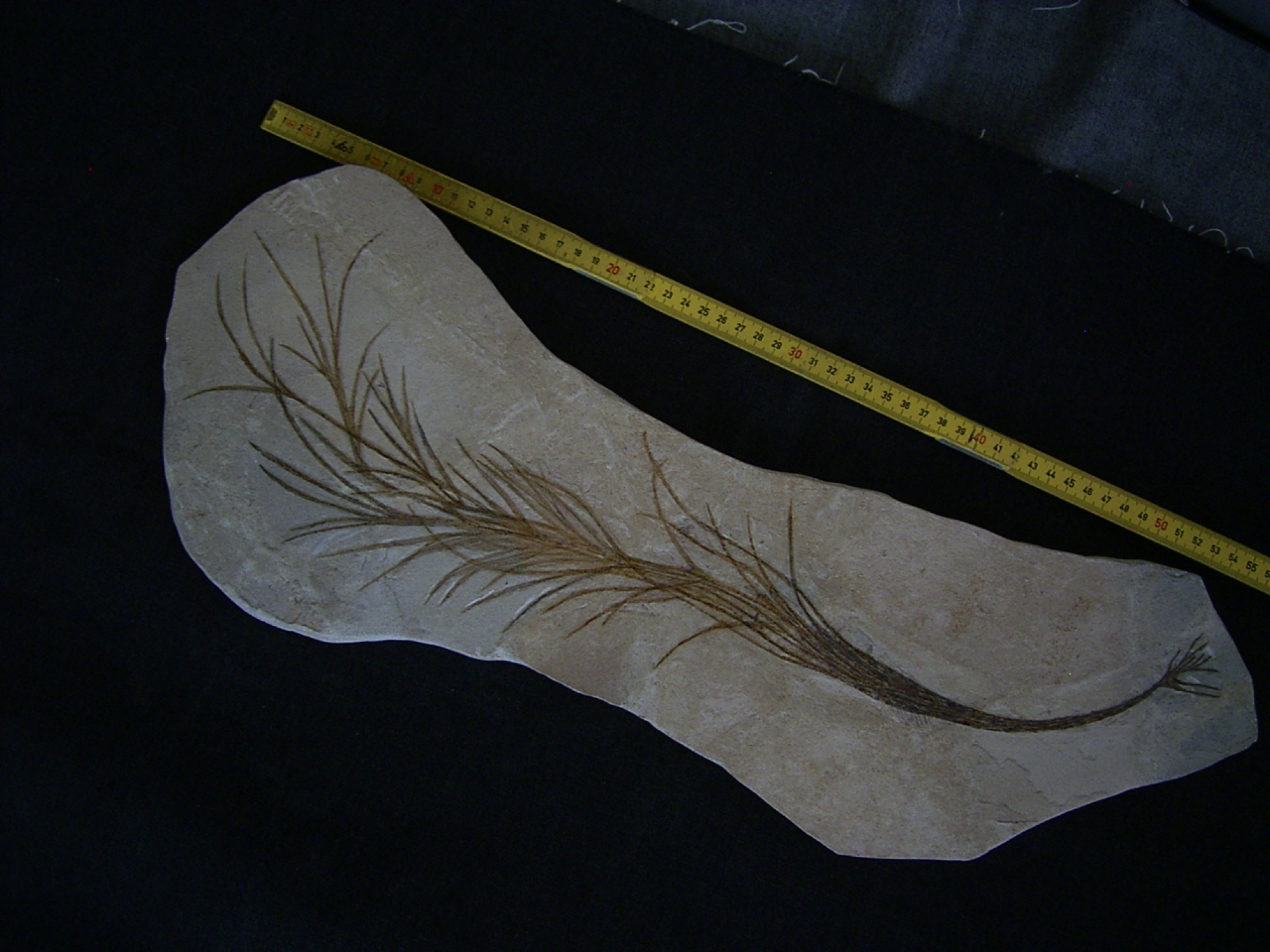 Halochloris vom Monte Bolca - Kipping-Fossils