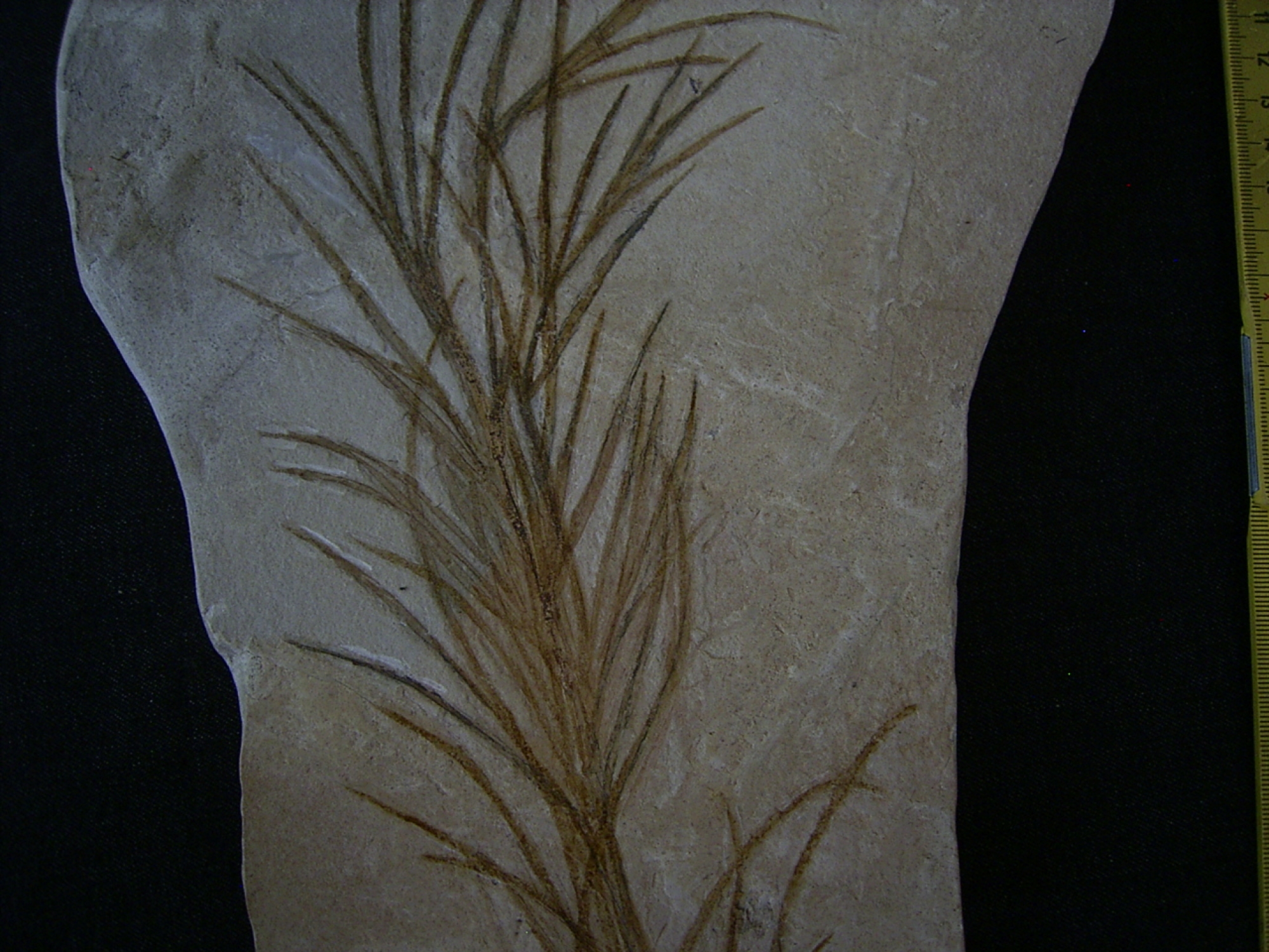 Halochloris vom Monte Bolca - Kipping-Fossils