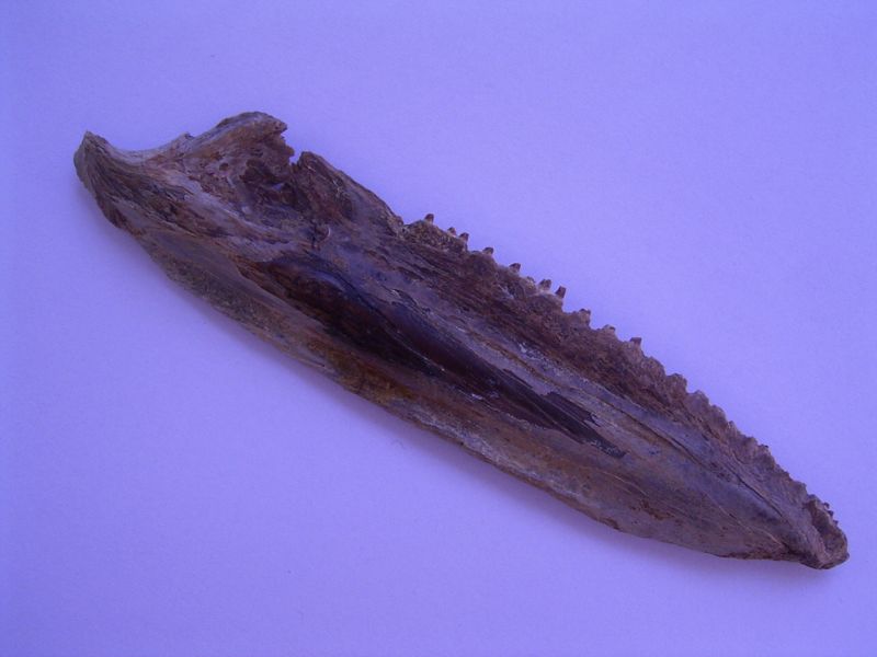 Stratodus Kiefer mit vielen Zähnen - Kipping-Fossils