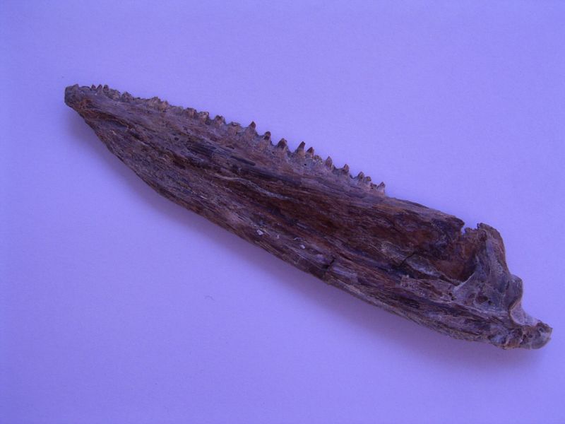 Stratodus Kiefer mit vielen Zähnen - Kipping-Fossils