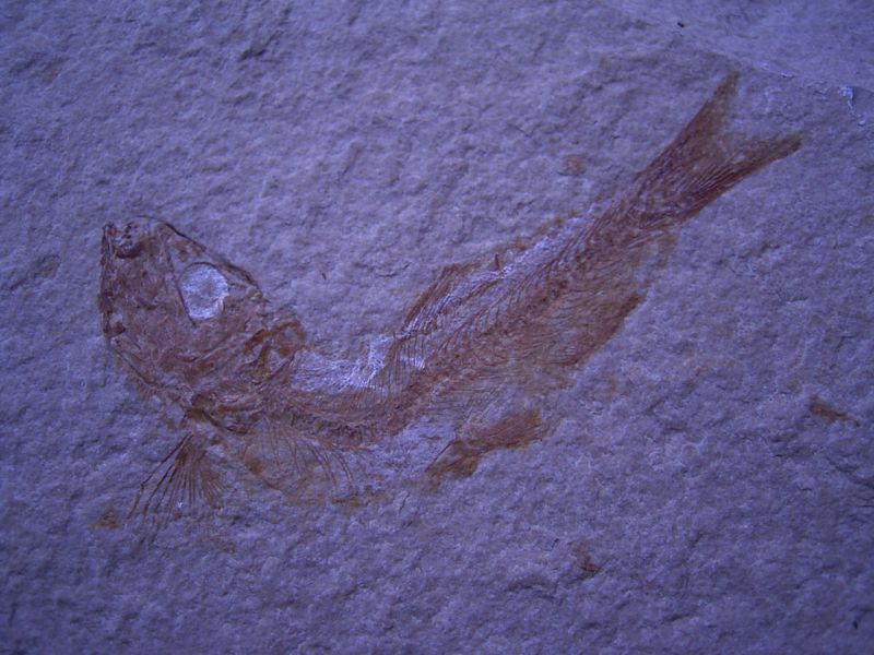 Sprotte aus dem Libanon - Kipping-Fossils