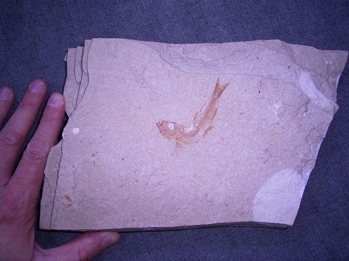 Sprotte aus dem Libanon - Kipping-Fossils