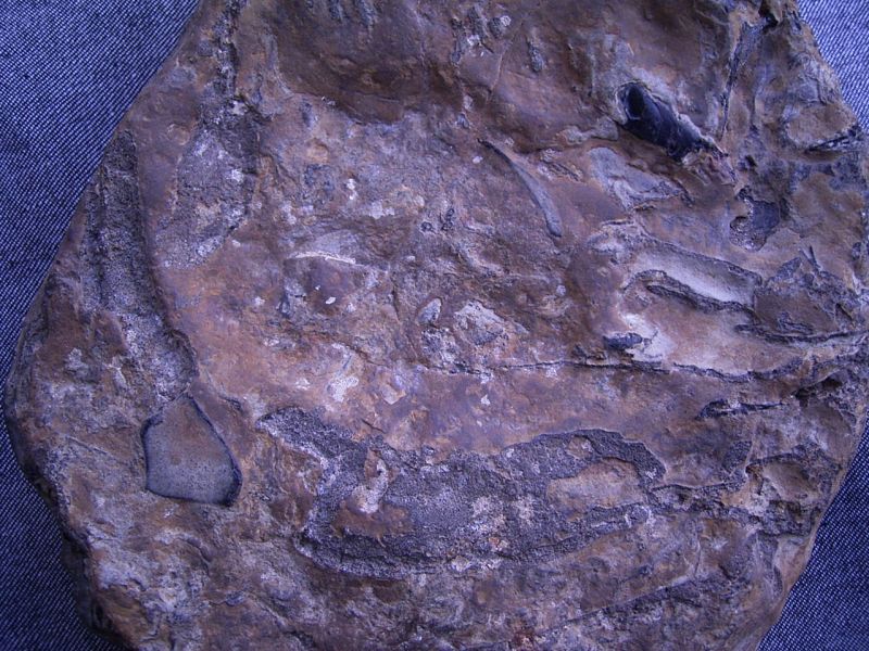 Hai Schädel Hybodus basanus aus England - Kipping-Fossils