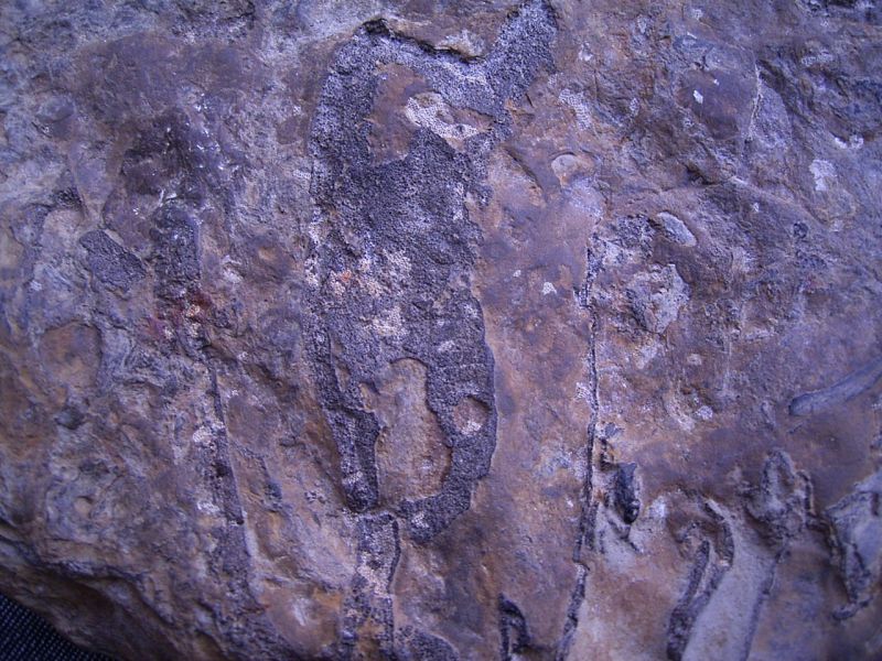 Hai Schädel Hybodus basanus aus England - Kipping-Fossils