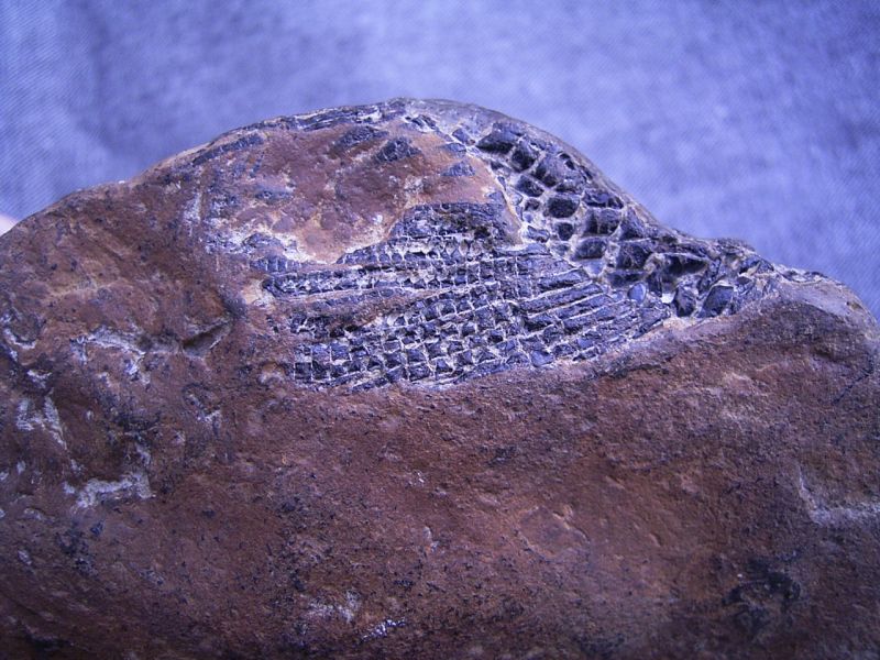Hai Schädel Hybodus basanus aus England - Kipping-Fossils