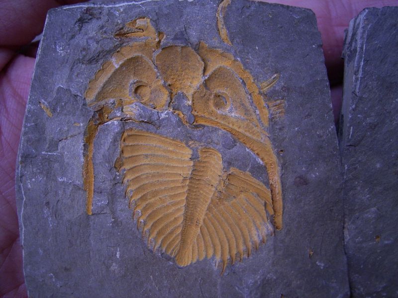 Coronocephalus - Kipping-Fossils