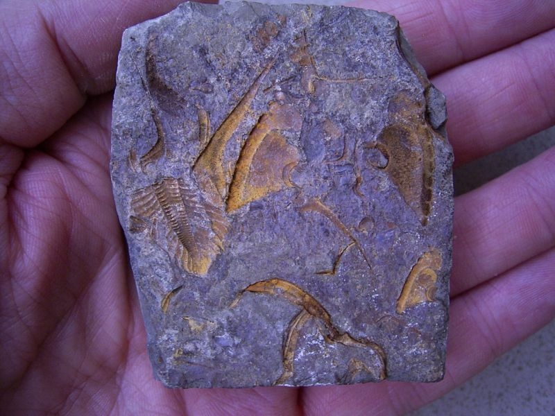 Coronocephalus - Kipping-Fossils