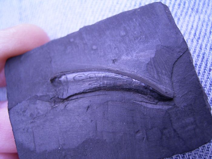 Strepsodus sauroides Zahn aus dem Karbon - Kipping-Fossils