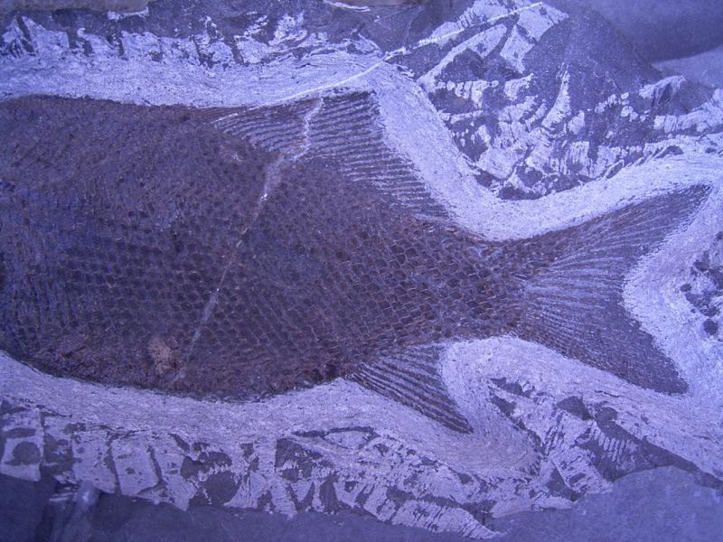 Trias Fisch Heterolepidotus dorsalus - Kipping-Fossils
