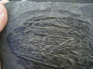 Acrolepis, großer Raubfisch mit tollem Gebiss - Kipping-Fossils