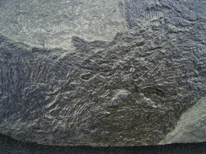 Acrolepis, großer Raubfisch mit tollem Gebiss - Kipping-Fossils