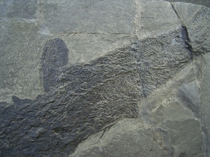 Acrolepis, großer Raubfisch mit tollem Gebiss - Kipping-Fossils