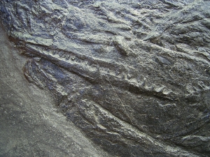 Acrolepis, großer Raubfisch mit tollem Gebiss - Kipping-Fossils