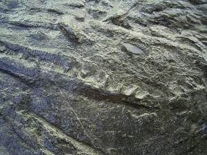 Acrolepis, großer Raubfisch mit tollem Gebiss - Kipping-Fossils